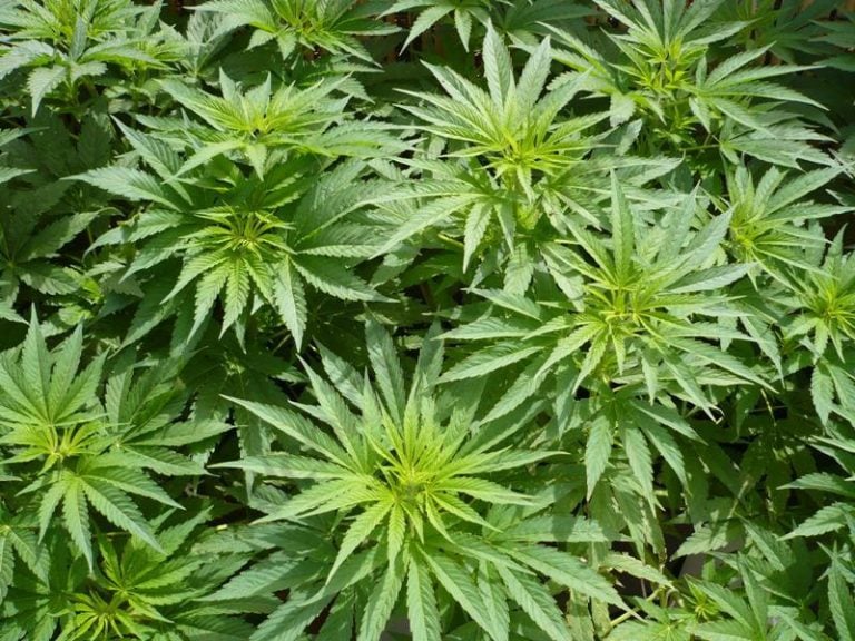 Why Your Cannabis Crop Is Dying And How To Revive It Weed News