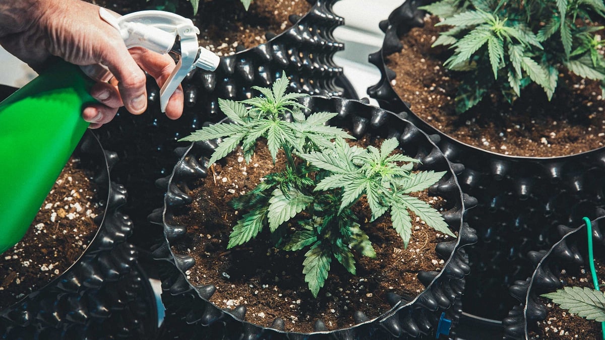 Best Marijuana Grow Boxes: Top 10 Containers for Cultivating Cannabis ... Best Marijuana Grow Boxes: Top 10 Containers for Cultivating Cannabis ...