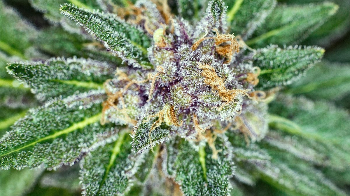 What is Linalool and 6 Surprising Effects of This Terpene What is Linalool and 6 Surprising Effects of This Terpene