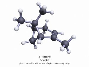 Alpha-Pinene: A Guide to this Essential Cannabis Terpene