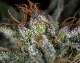 What Are The Best OG Kush Strains? Our Top 5 List